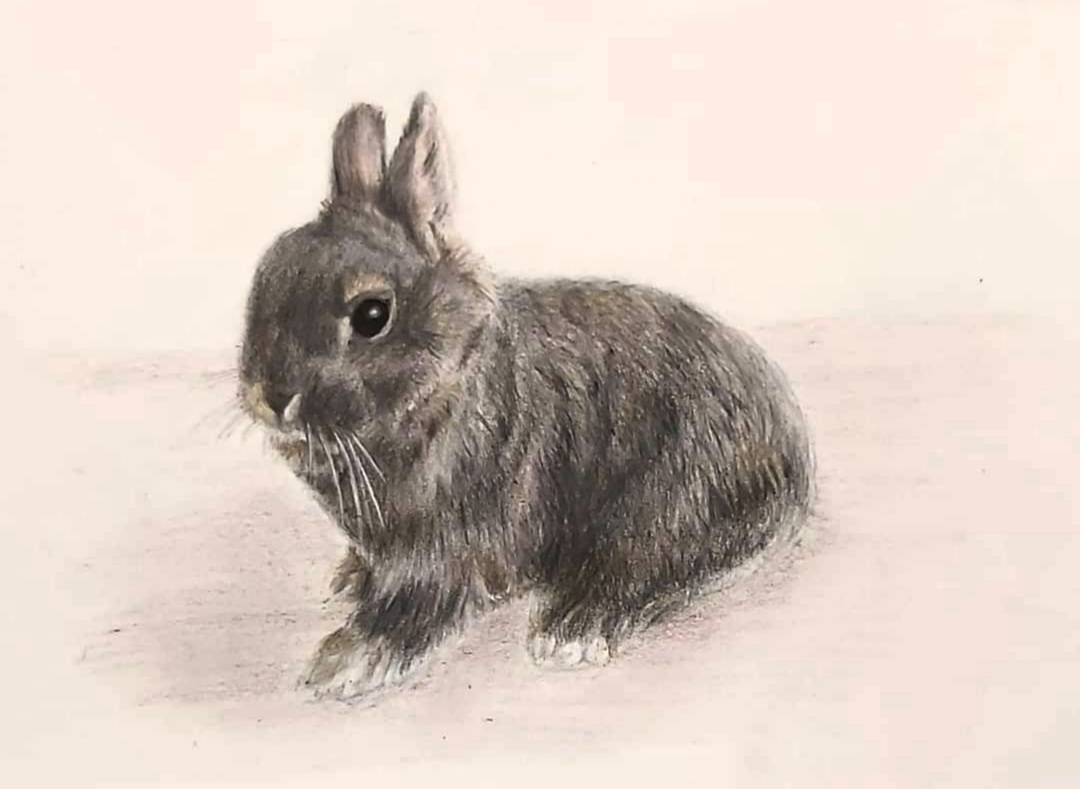 Rabbit Coloured Pencil Drawing * Pet Portraits and Personalisation ...