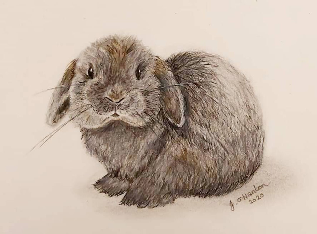 Lop-eared Rabbit Coloured Pencil Drawing * Pet Portraits and ... Lop-eared Rabbit Coloured Pencil Drawing * Pet Portraits and ...