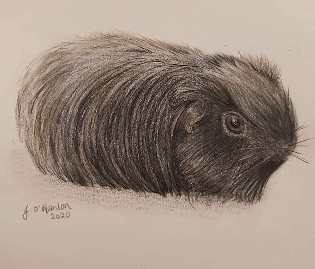Guinea Pig Coloured Pencil Drawing * Pet Portraits and Personalisation ...