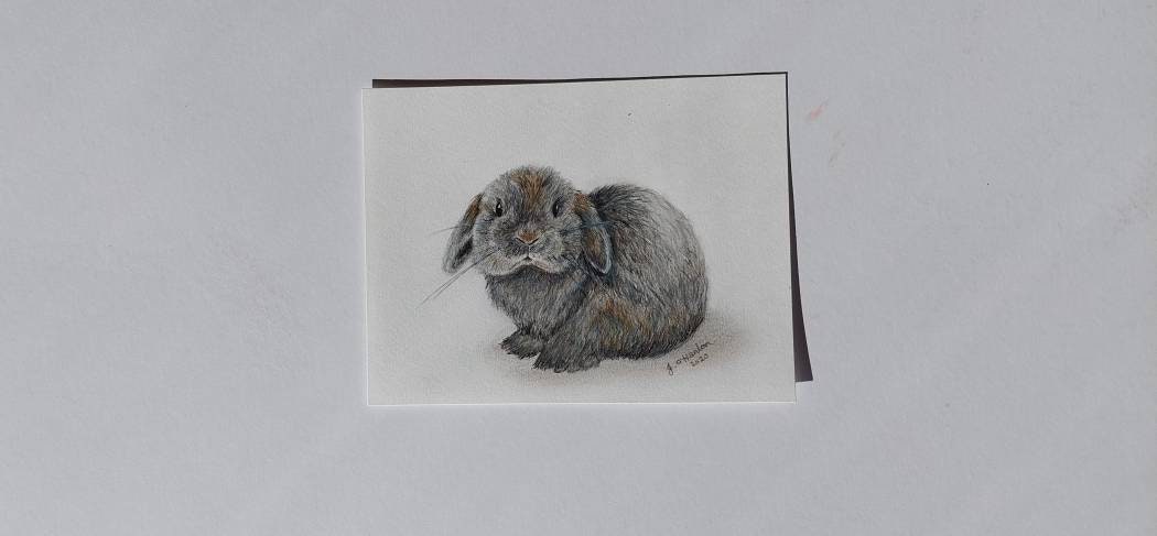 Lop-eared Rabbit Coloured Pencil Drawing Pet Portraits and ... Lop-eared Rabbit Coloured Pencil Drawing Pet Portraits and ...