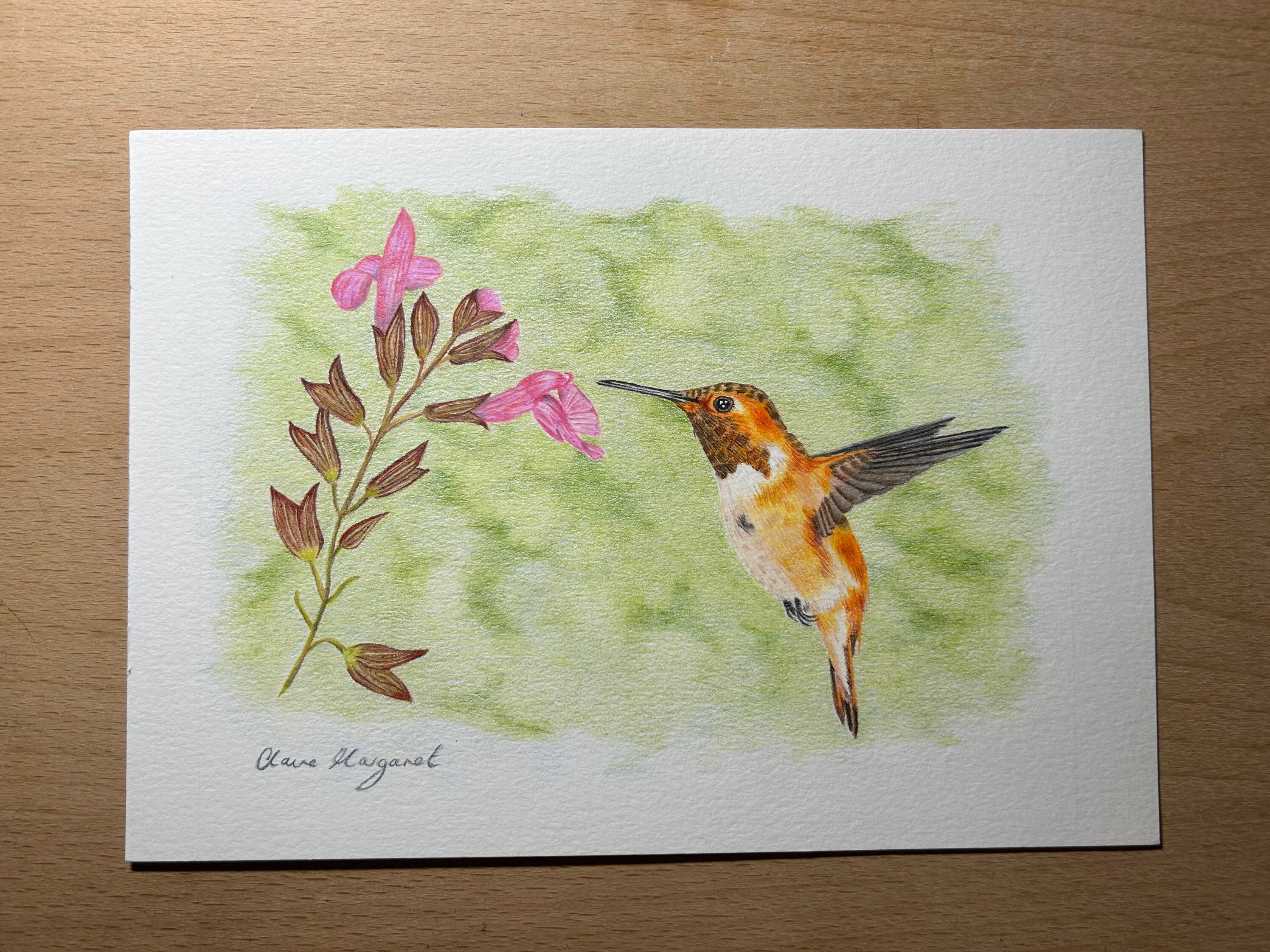 Hummingbird In Flight Drawing