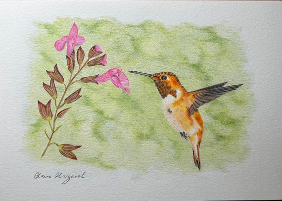 Hummingbird In Flight Drawing