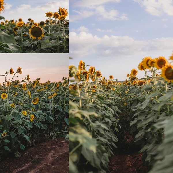 Sunflower Overlay Photoshop - Etsy