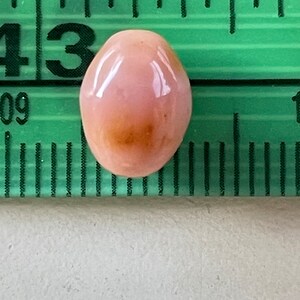 Natural Queen Conch Pearl. Perla De Cobo. Conch Pearl. - Etsy