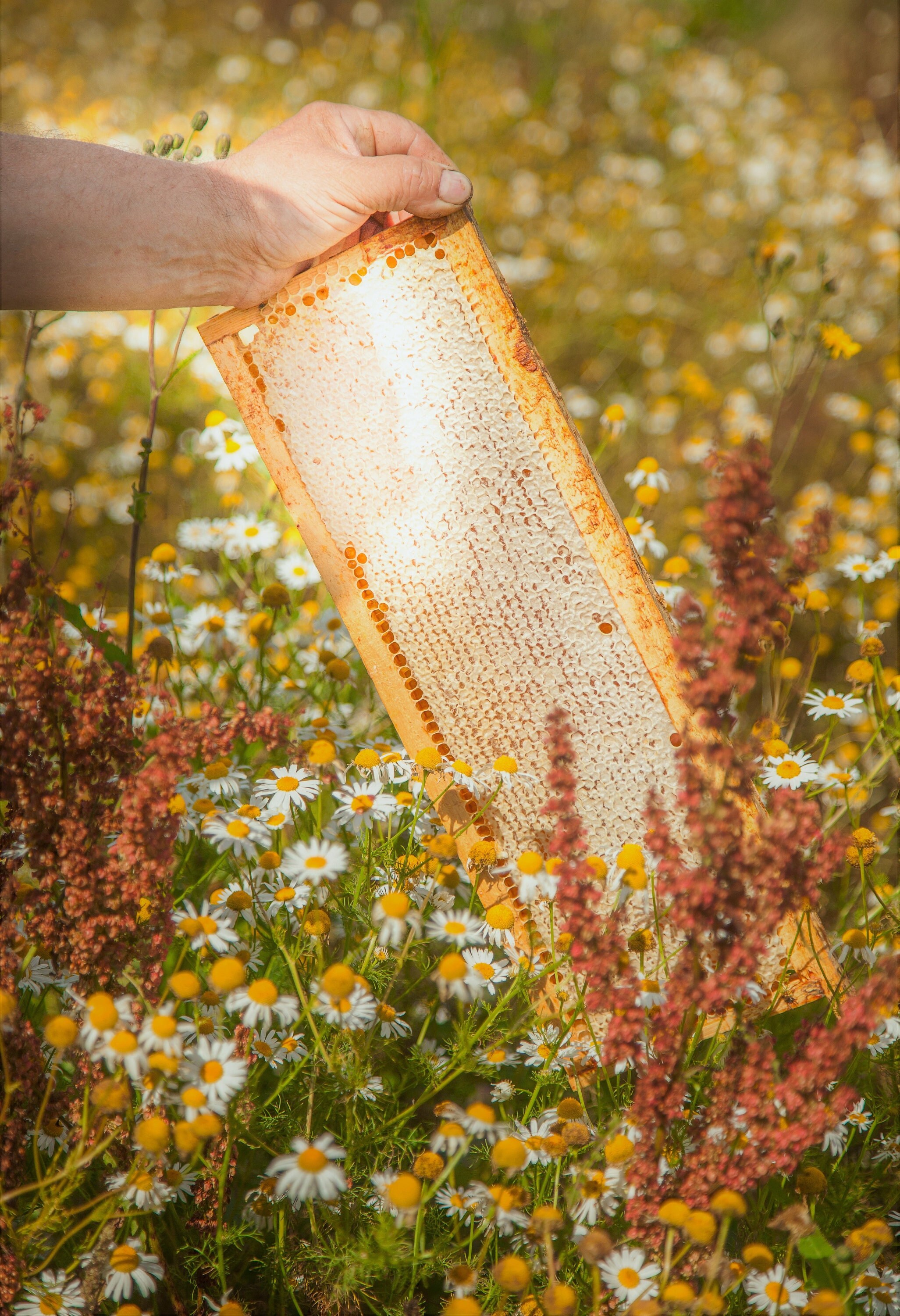 Raw Honey Comb uncut Wildflower Honeycomb Pure Natural Organic Honey ...