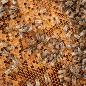 Bee Bread | Natural Bee Product From Lithuania, Fresh, Organic ...