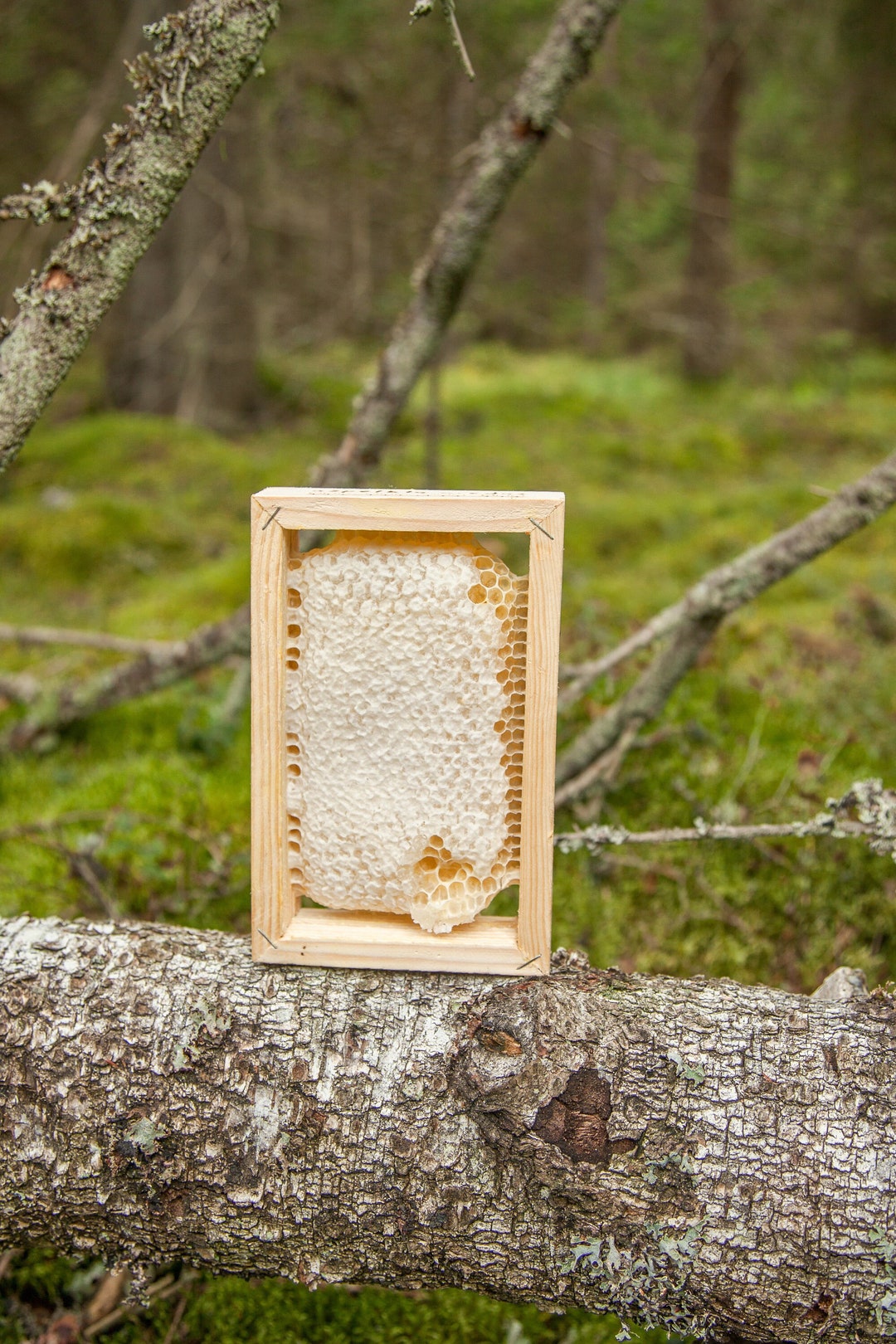 Honey Comb Frame 2024 (17.6 Oz) | Wildflower Honeycomb | Pure Natural ...
