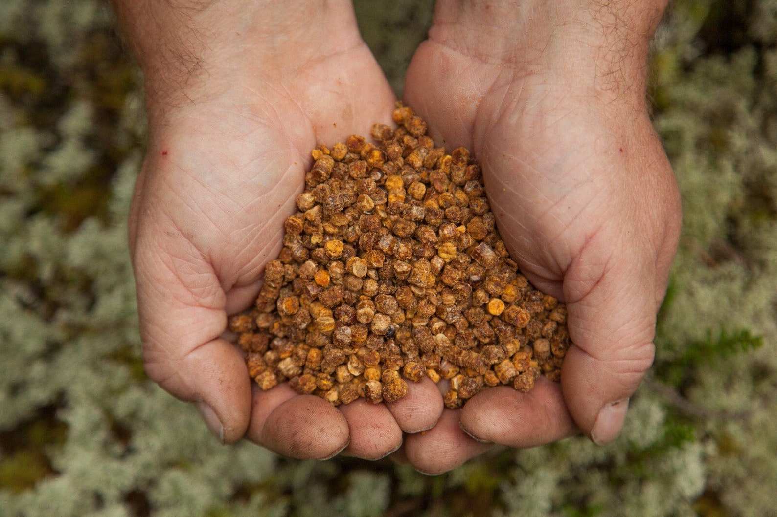 Bee Bread | Natural Bee Product From Lithuania, Fresh, Organic ...