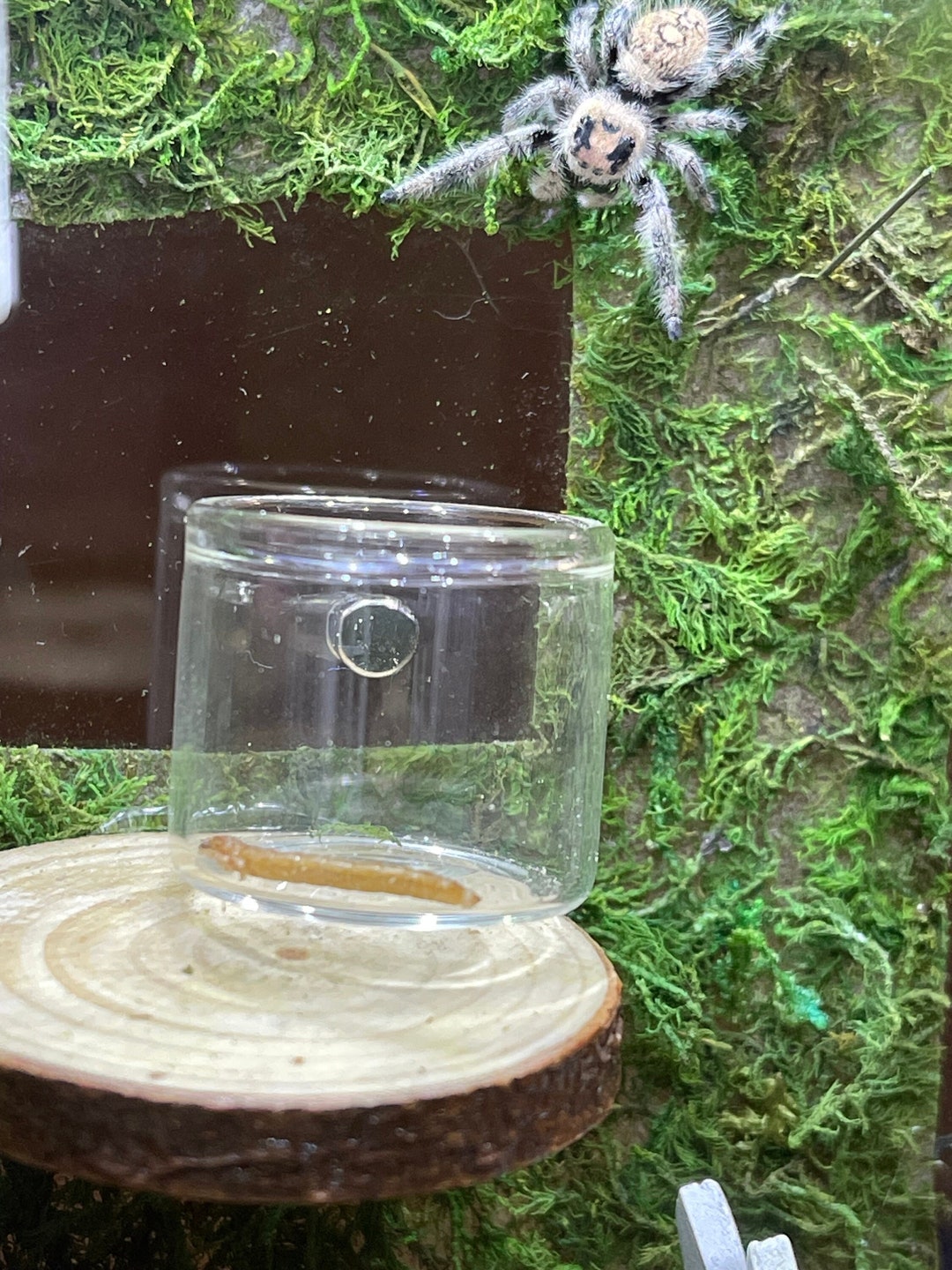 Jumping Spider Feeding Dish With Magnetsoptional for Jumping Spiders ...