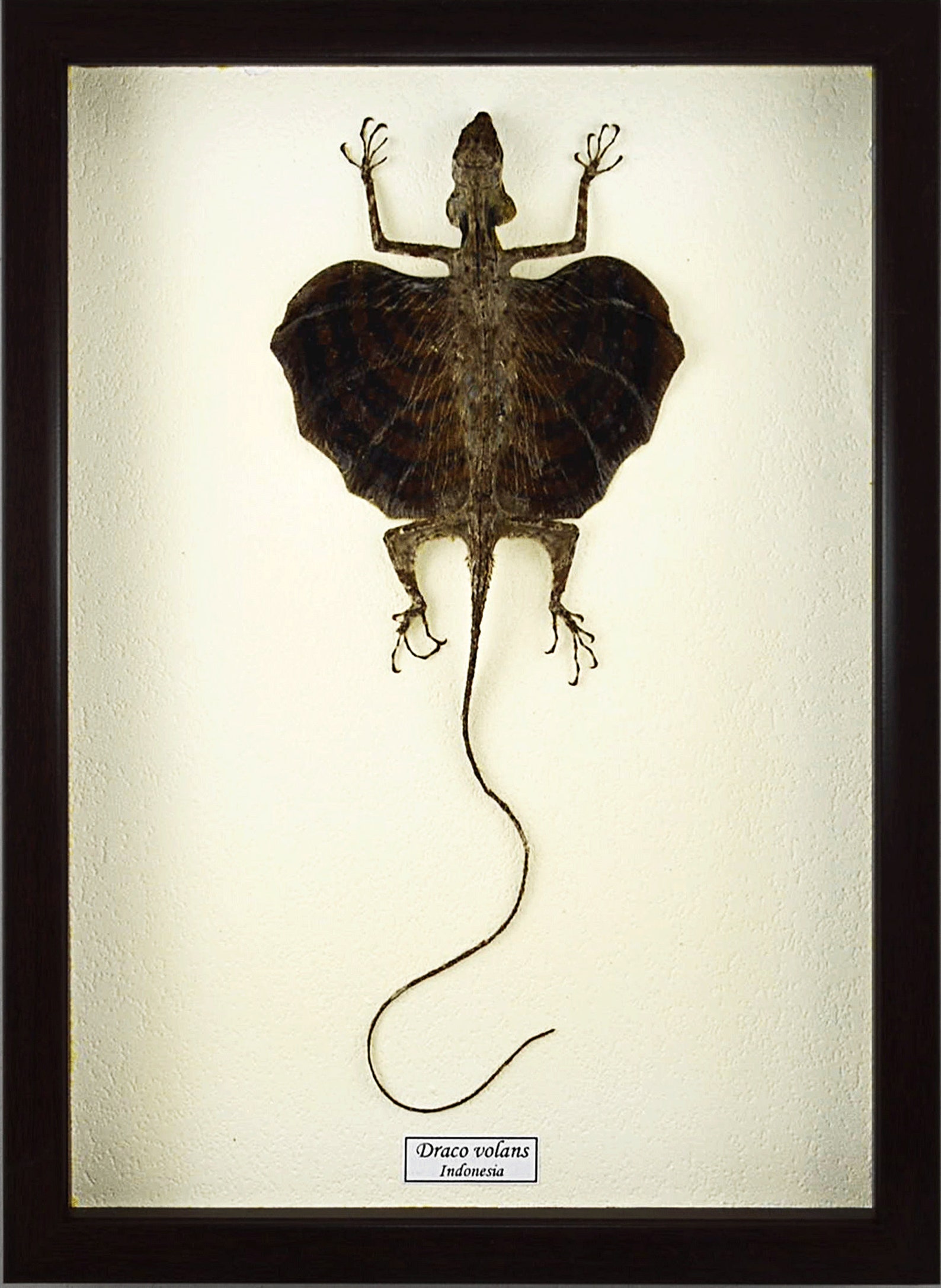 Real Giant Draco Volans In Quality Shadowbox | Etsy
