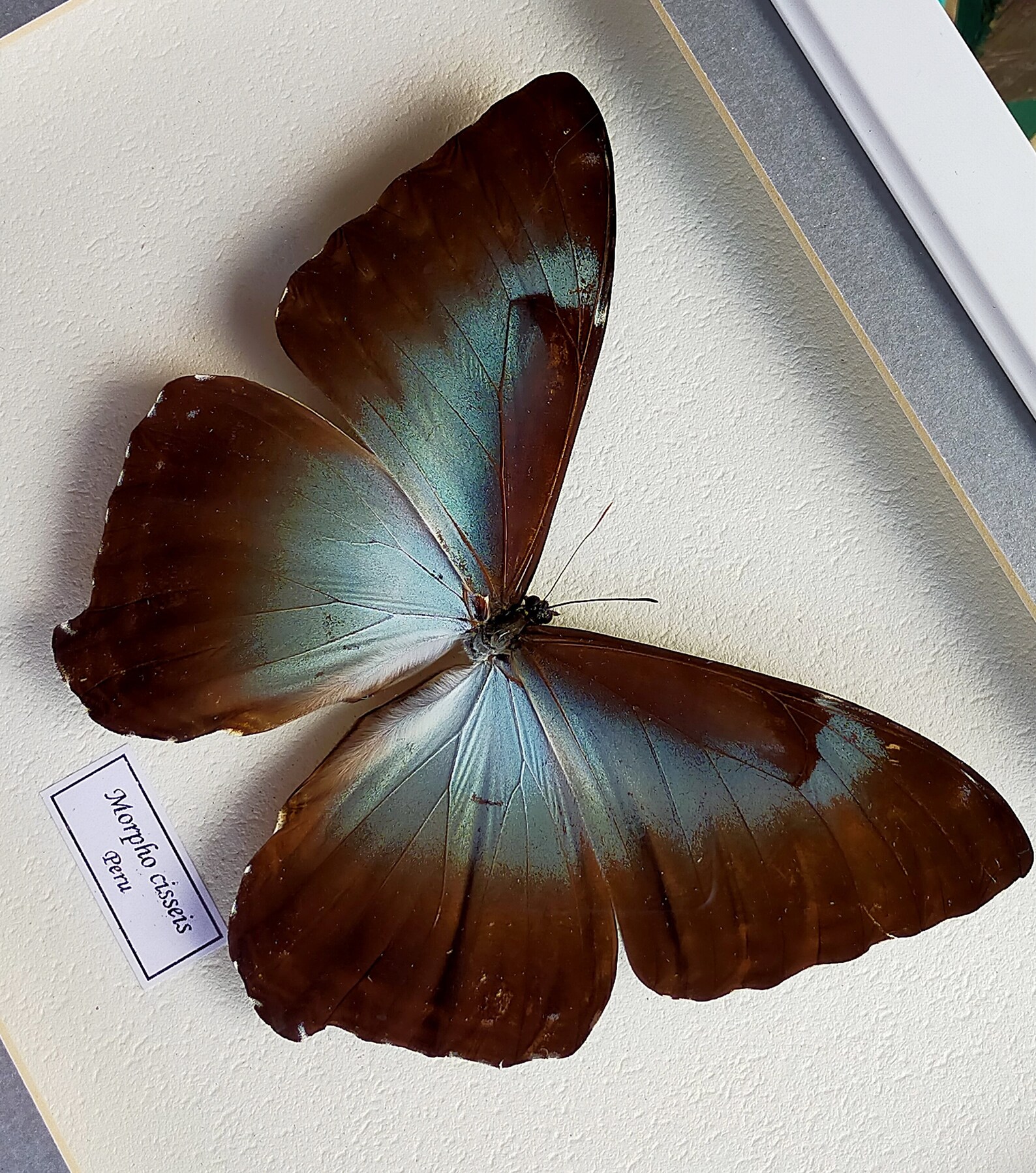 Real Butterfly Morpho Cisseis in Quality Shadowbox | Etsy