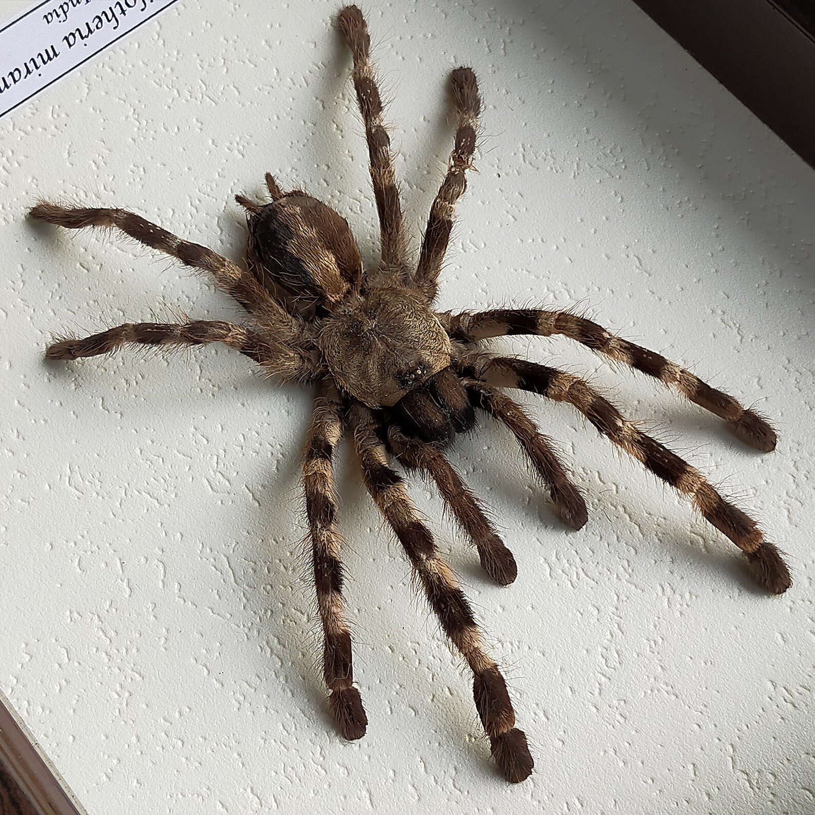 Real Rare Tarantula Poecilotheria Miranda In Quality Shadowbox | Etsy