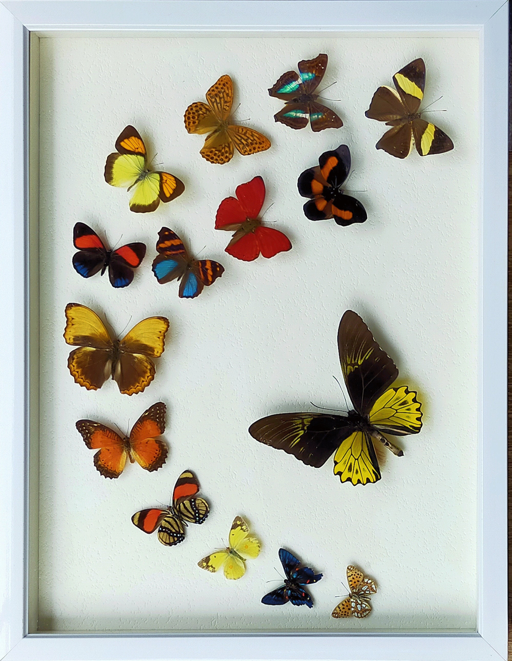 Rainbow of real butterflies | Etsy