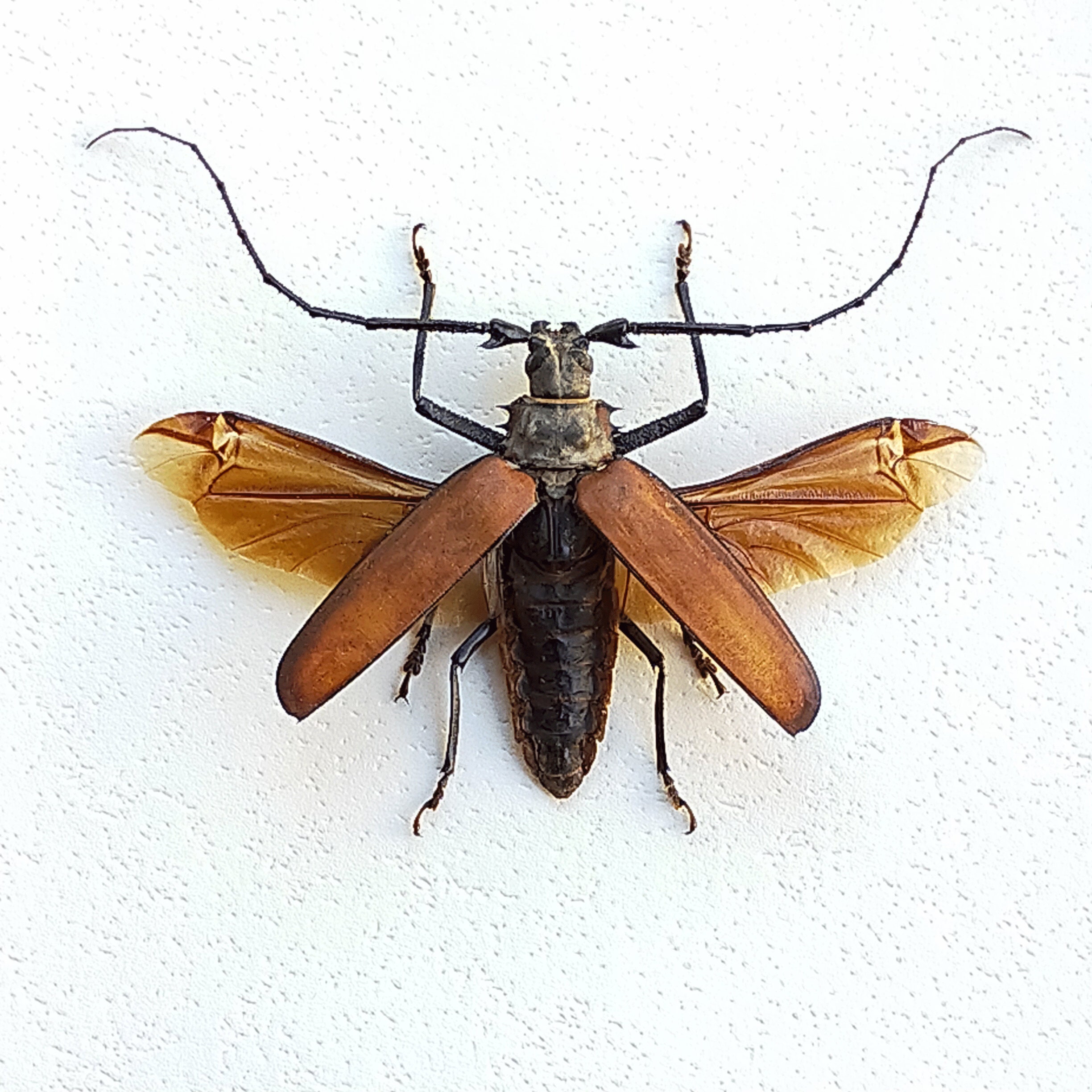 Callipogon for sale | Only 2 left at -65%