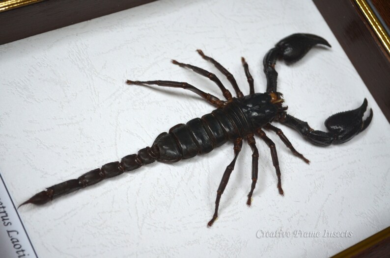 Real Scorpion Heterometrus Laoticus In Quality Shadowbox | Etsy