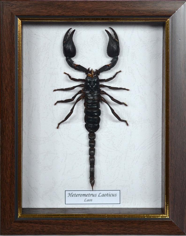 Real Scorpion Heterometrus Laoticus In Quality Shadowbox | Etsy