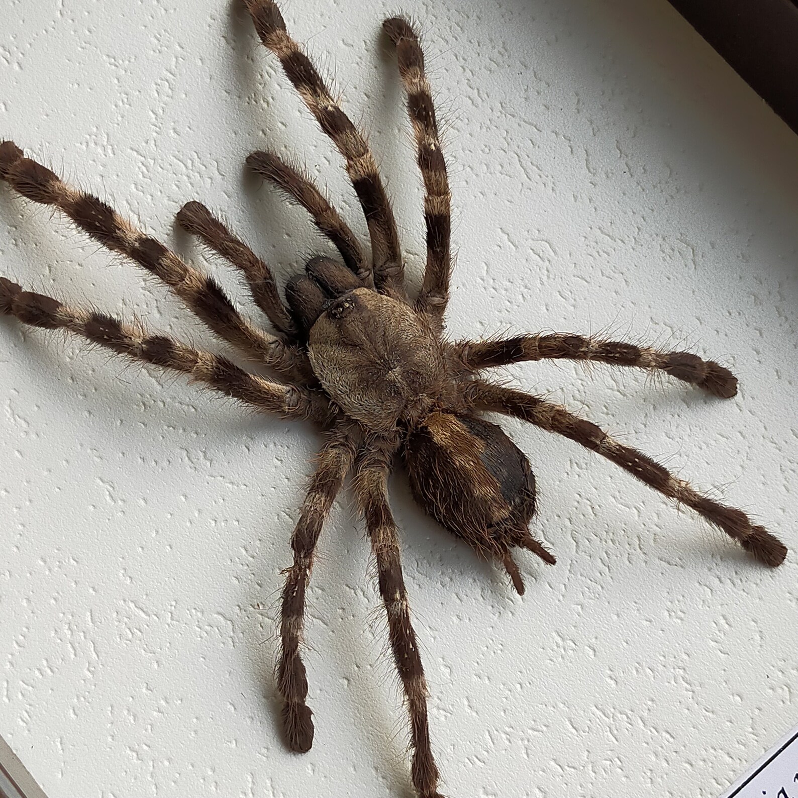 Real Rare Tarantula Poecilotheria Miranda In Quality Shadowbox | Etsy