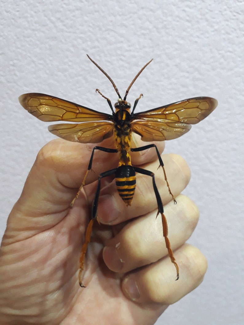 Real Tarantula Hawk Wasp Pepsis species In Quality Shadowbox | Etsy