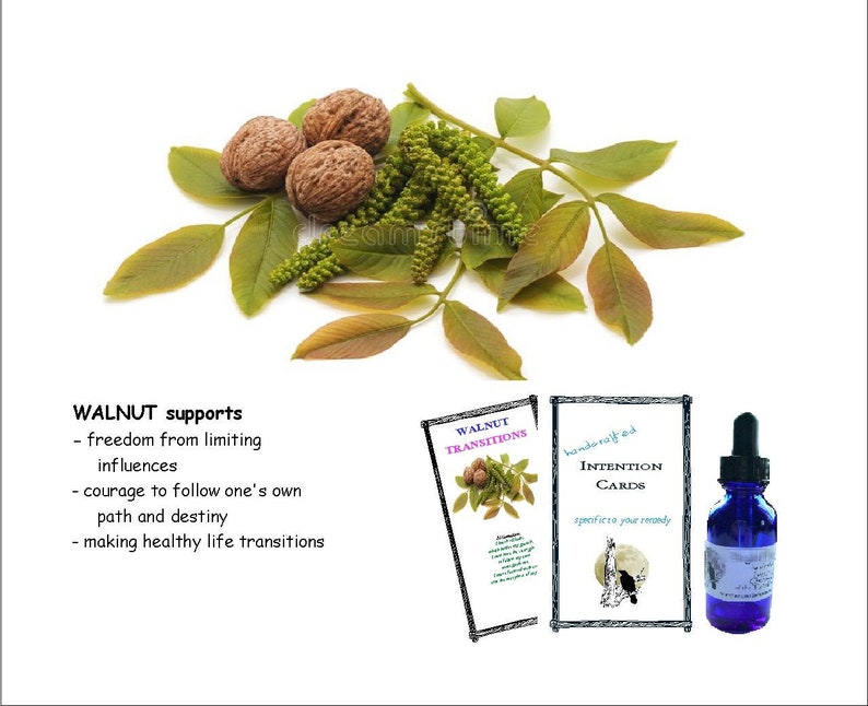 WALNUT Flower Essence: Transitions, Courage, and Healthy Change; 1 Fl ...