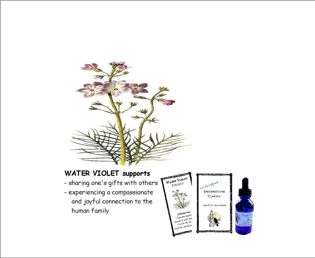 WATER VIOLET Flower Essence: Generosity, Appreciation of Social ...