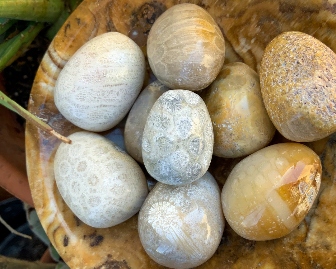 Fossil Coral Tumbled Stone, Polished Agatized Pebble - Etsy