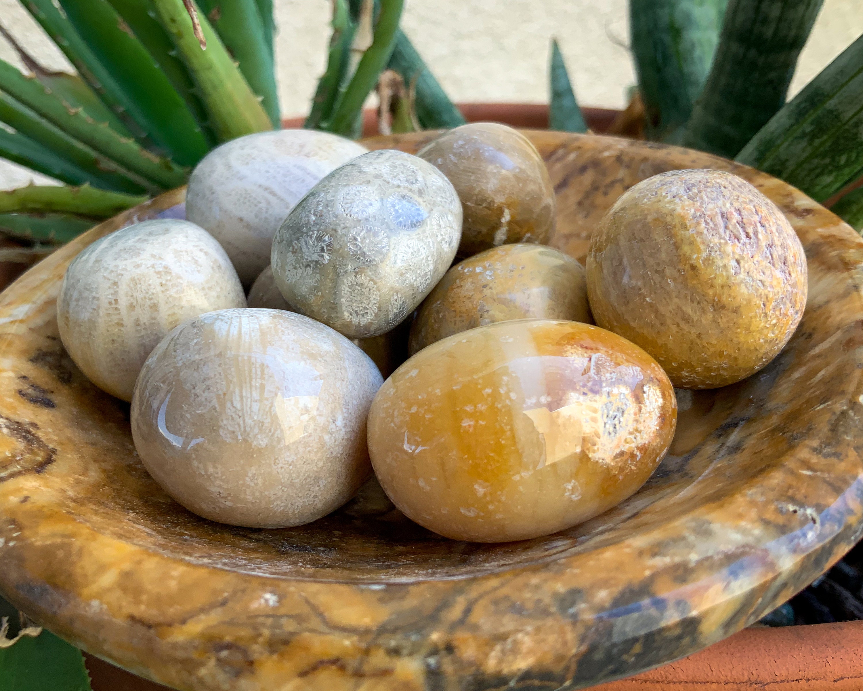 Fossil Coral Tumbled Stone, Polished Agatized Pebble - Etsy
