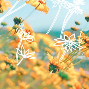 Yellow Dandelions Botanical Line Drawing Wildflower Photography Yellow ...