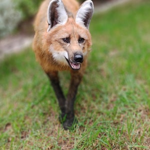 Maned Wolf Realistic Toy Stuffed Animal Replica Wild Golden Dog Faux ...