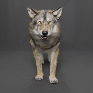 Wolf Realistic Animals Toy OOAK Art Doll Copy Wild Dog Soft Sculpture ...