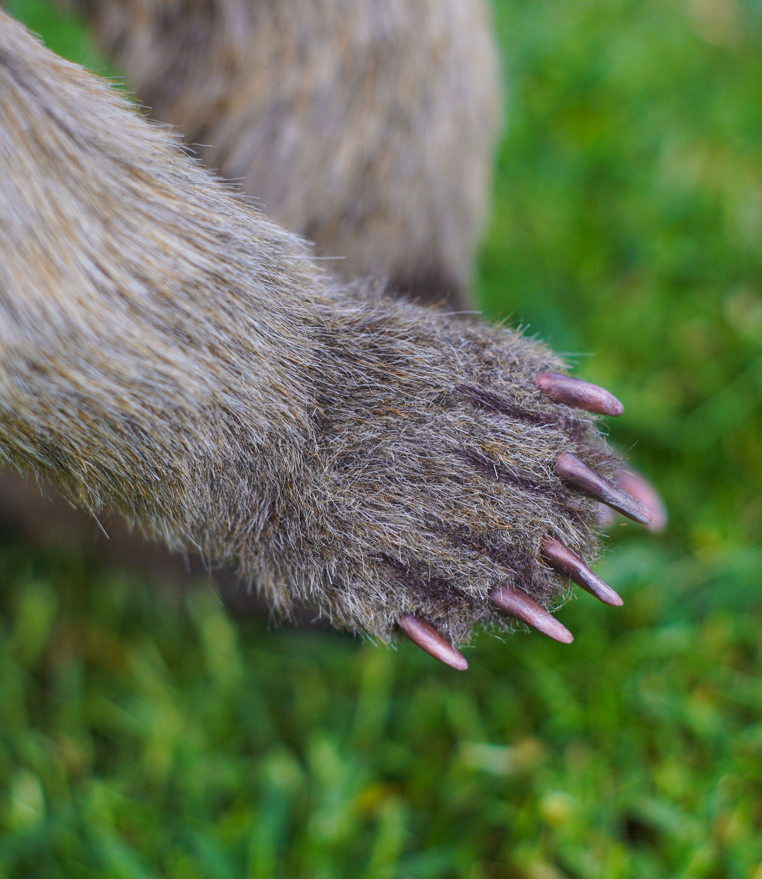 Teddy Bear Realistic Stuffed Animal Toy Replica Pets Copy Ooak Brown ...