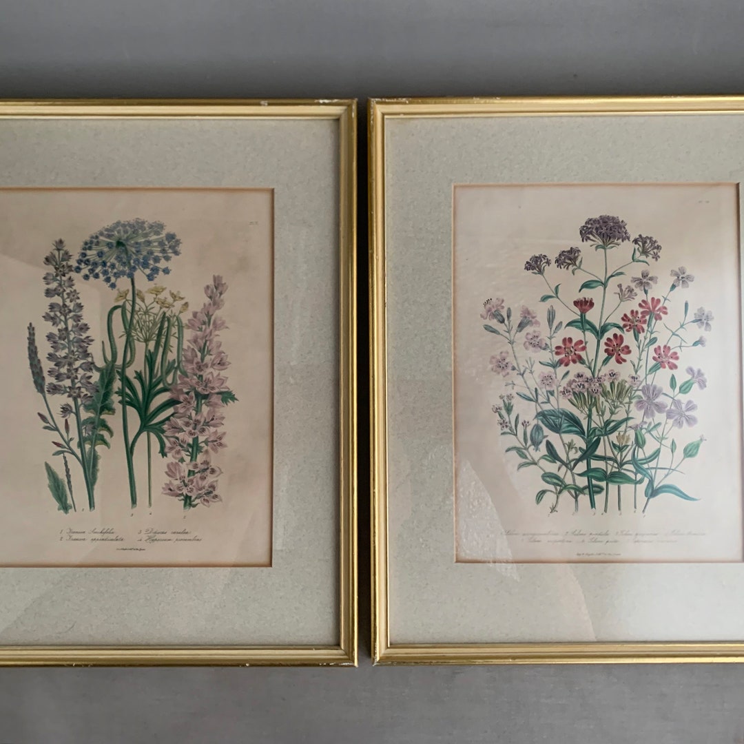 Hand Coloured Botanical Prints in Gilt Frame - Etsy