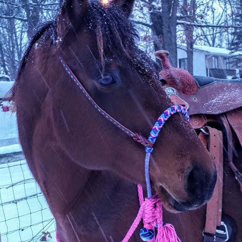 Black Bosal Bridle - Etsy