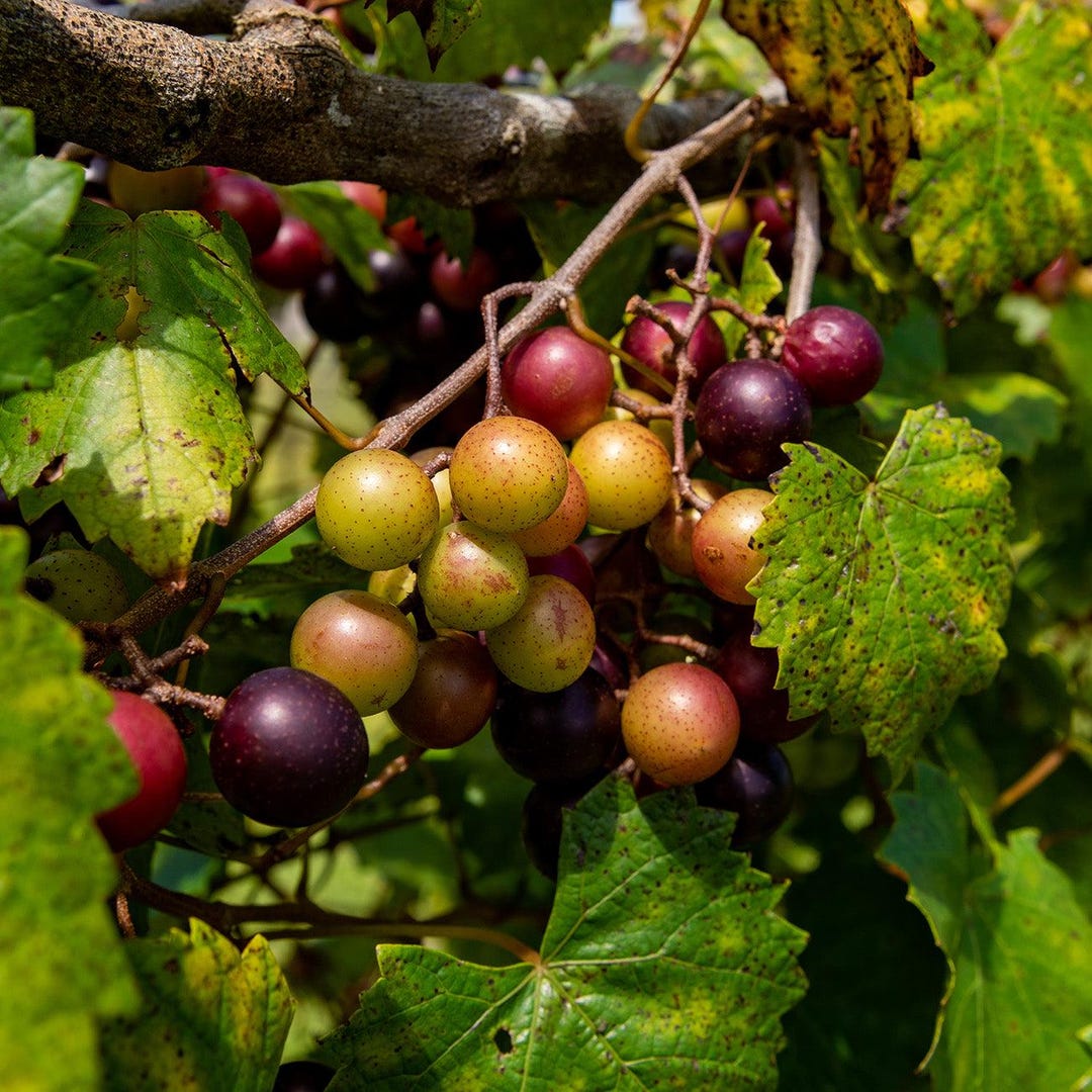 Southern Home Grape – Live Starter Plant | Muscadine Hybrid Vine - Etsy