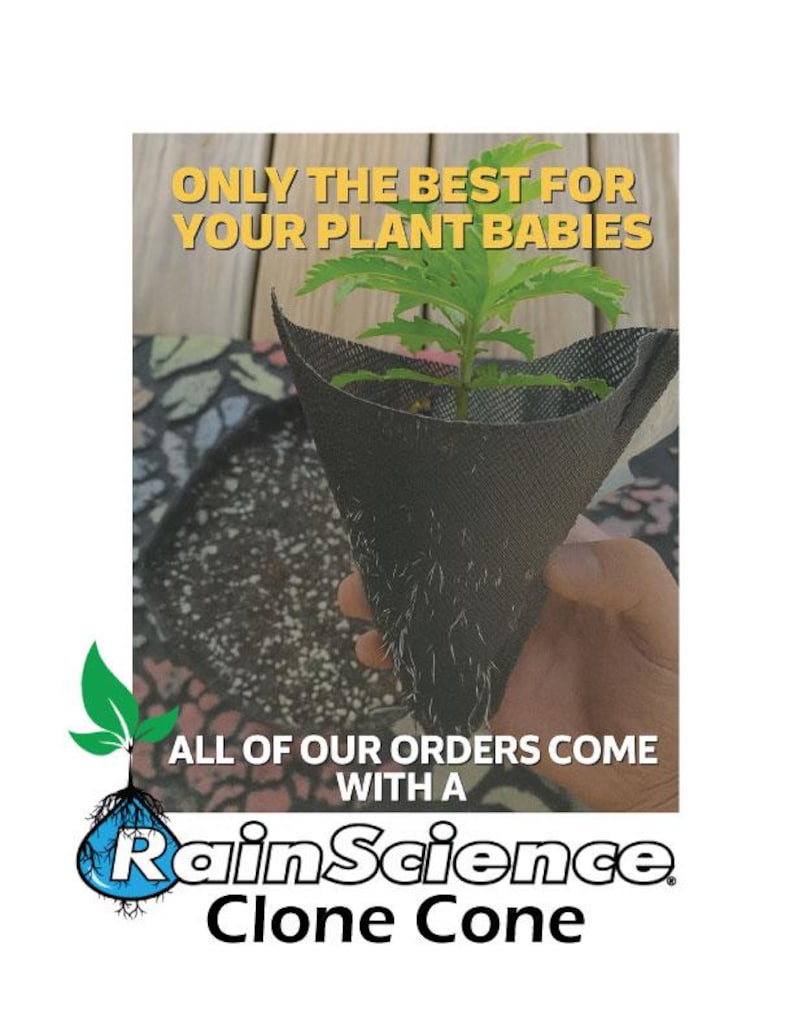 Southern Home Grape – Live Starter Plant | Muscadine Hybrid Vine - Etsy