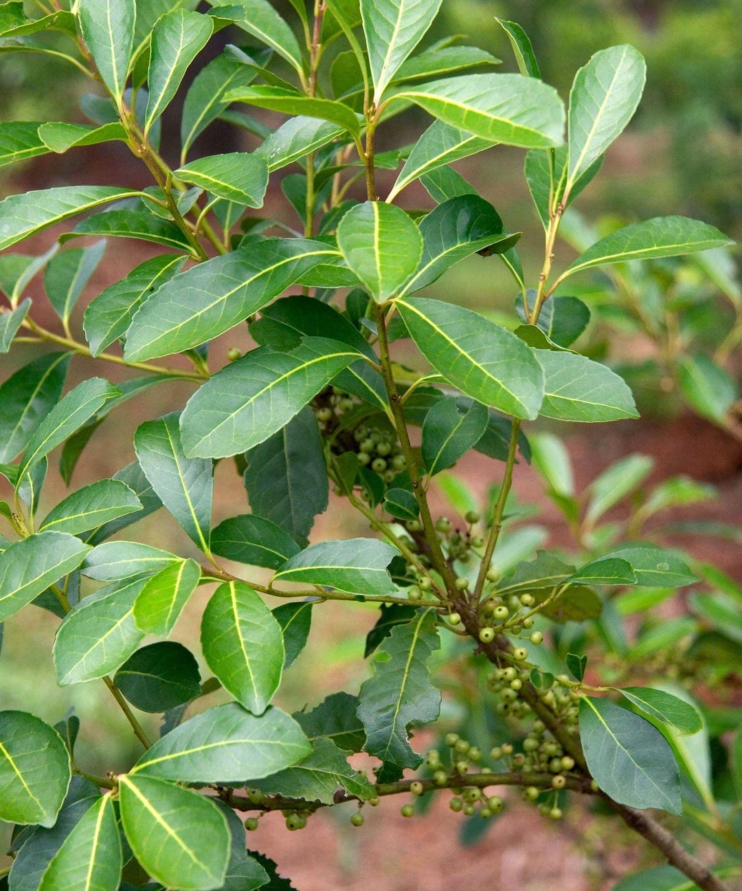 Yerba Mate Live Starter Plant – Ilex Paraguariensis | Tea Tree for ...