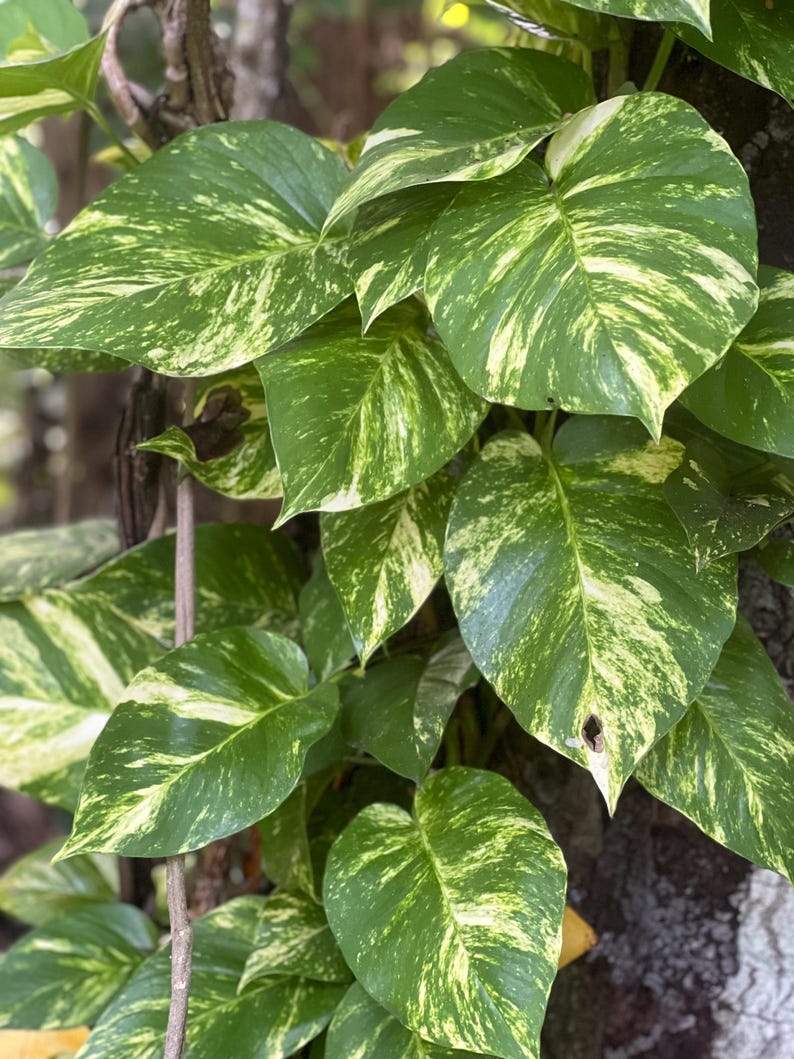 Golden Variegated Giant Pothos – Live Starter Plant | Easy-care ...