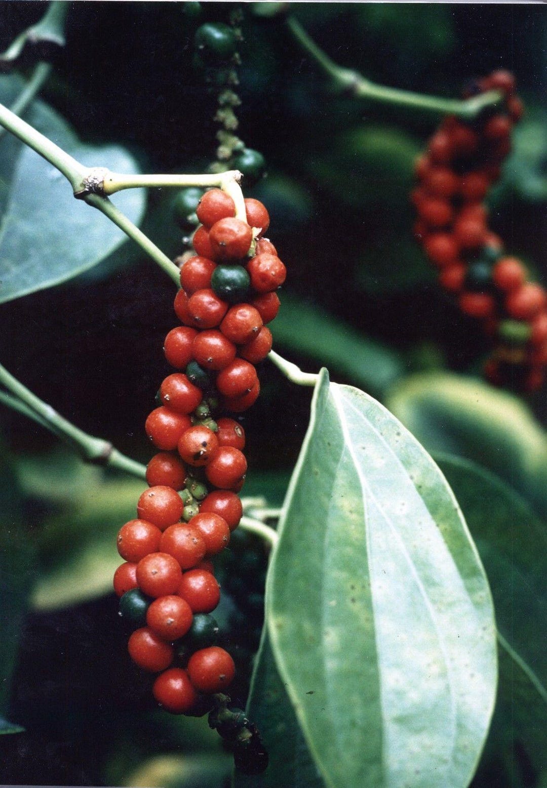 Black Pepper Plant Starter – Piper Nigrum Vine for Home Growing ...