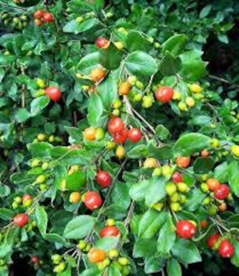 Simpson Stopper Starter Plant - Florida Native - Etsy