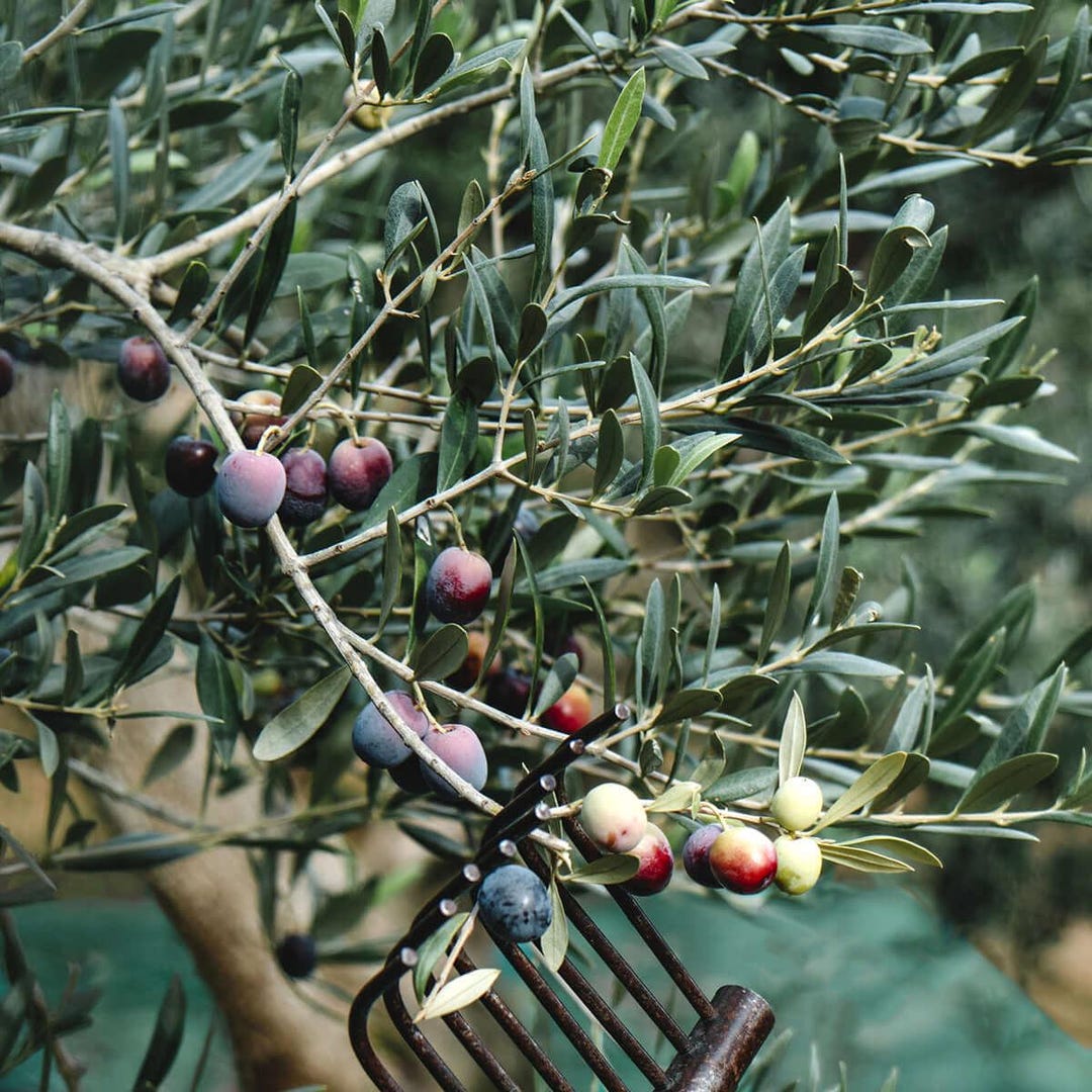 Arbequina Olive Tree Starter Plant: Cold Hardy Live Fruit Tree - Etsy