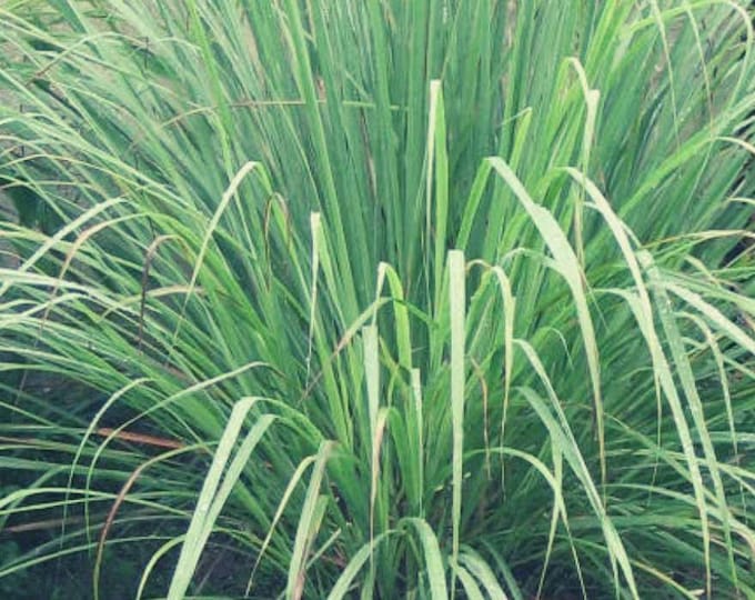 Citronella Grass – Live Starter Plant | Natural Mosquito Repellent ...