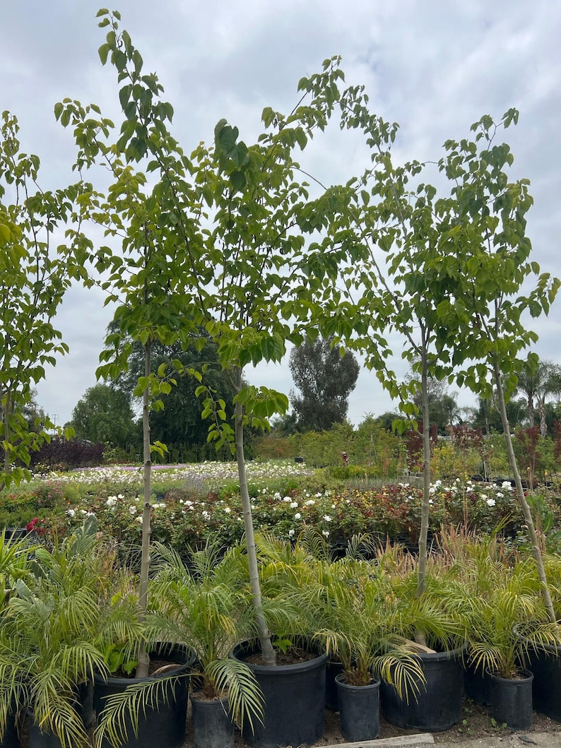 Pakistani Mulberry Starter Plant – Live Fruit Tree – Sweet Long ...