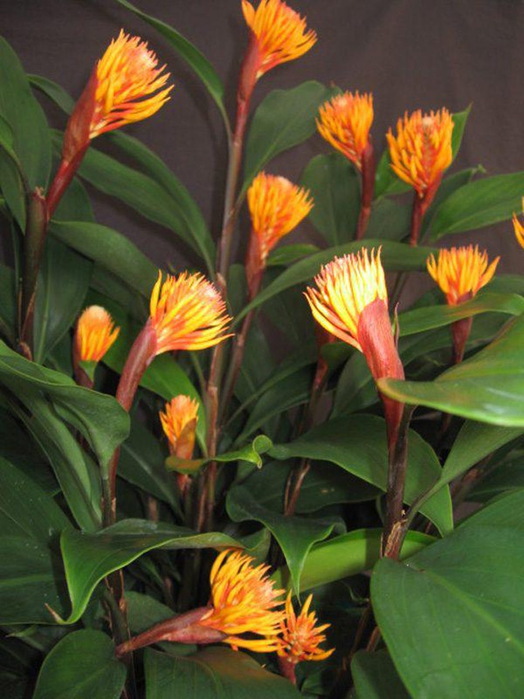 Golden Brush Ginger – Rare Tropical Live Plant | Exotic Flowering ...