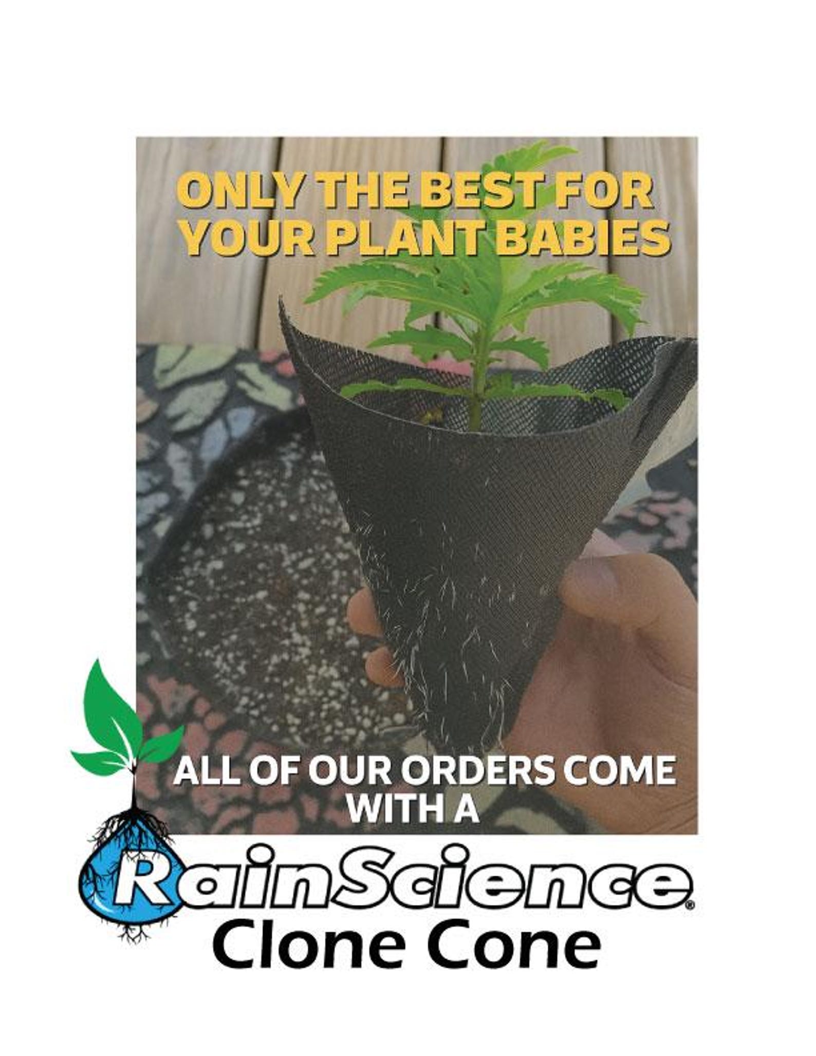 Simpson Stopper Starter Plant - Florida Native - Etsy