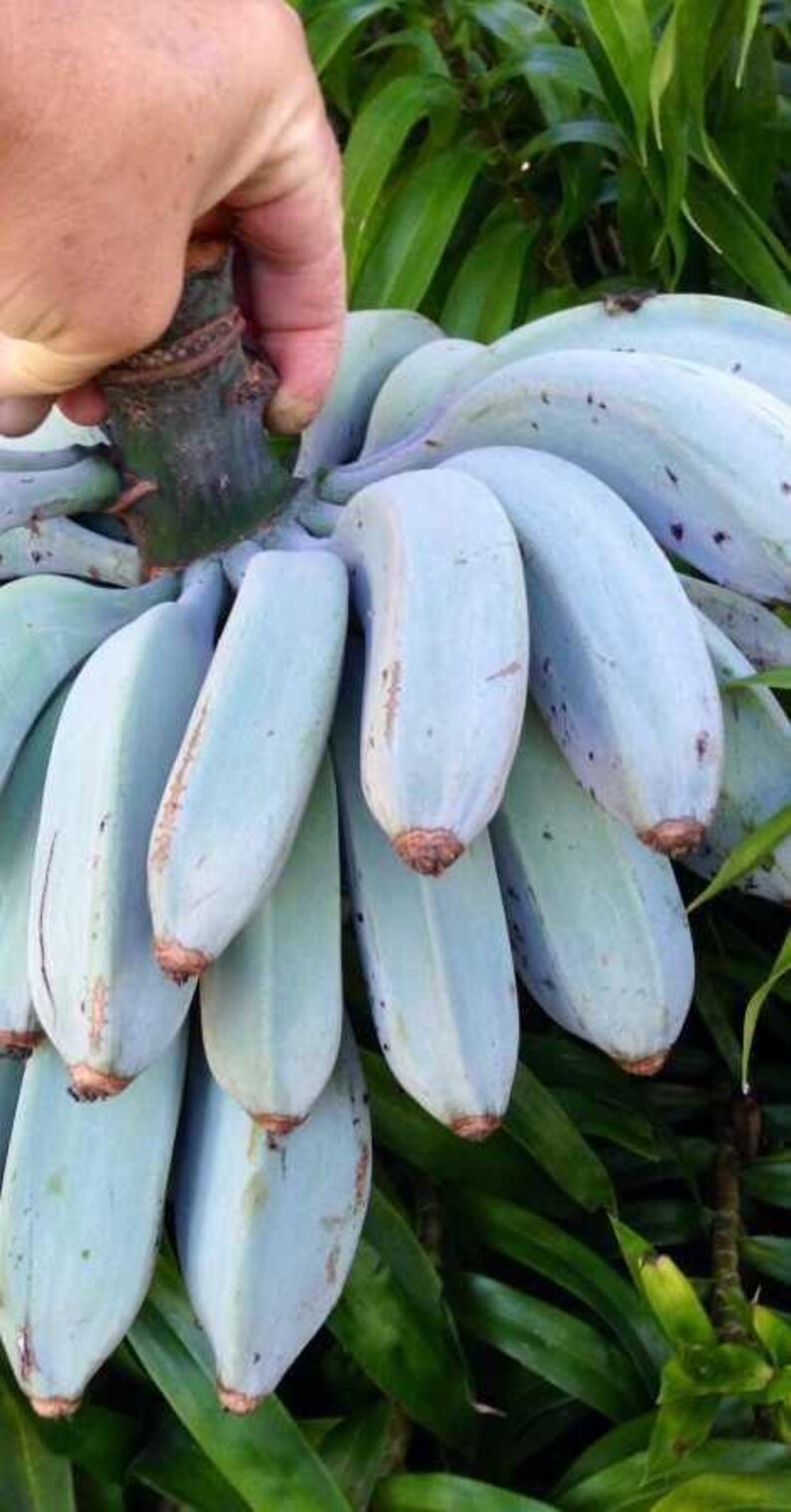 Musa ‘ice Cream’ Banana – Live Plant - Etsy