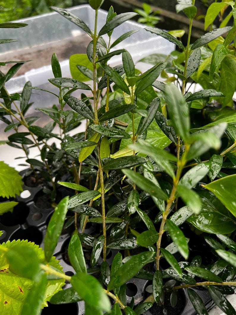 Arbequina Olive Tree Starter Plant: Cold Hardy Live Fruit Tree - Etsy