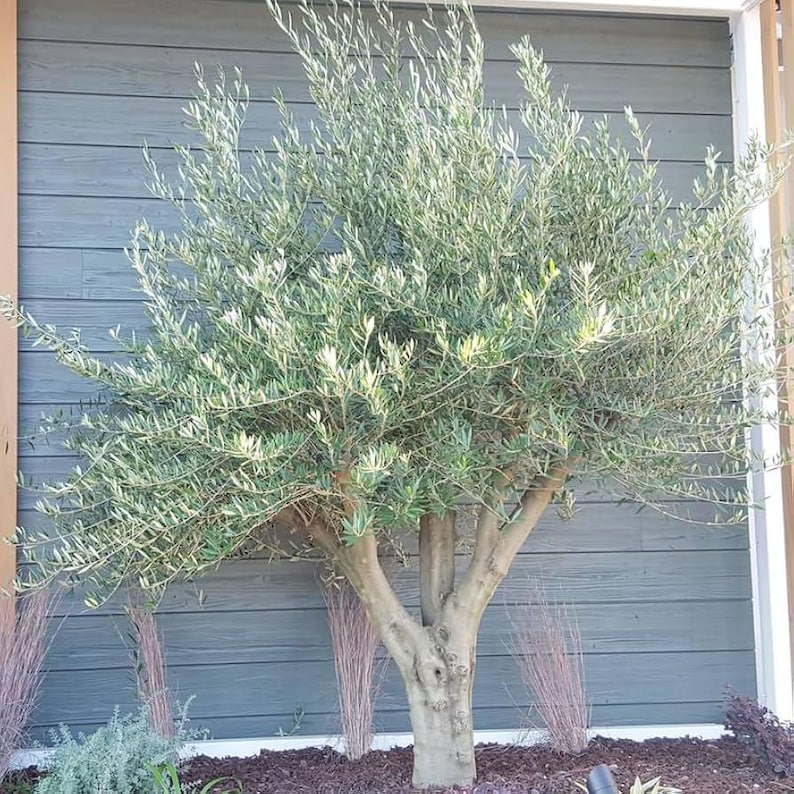 Arbequina Olive Tree Starter Plant: Cold Hardy Live Fruit Tree - Etsy