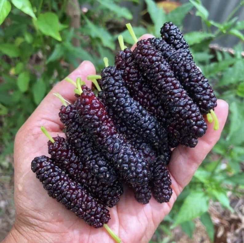Pakistani Mulberry Starter Plant – Live Fruit Tree – Sweet Long ...