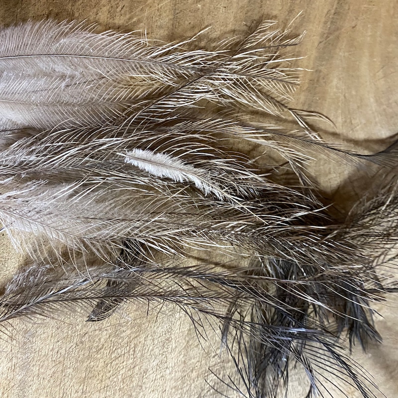 Emu Feathers - Etsy