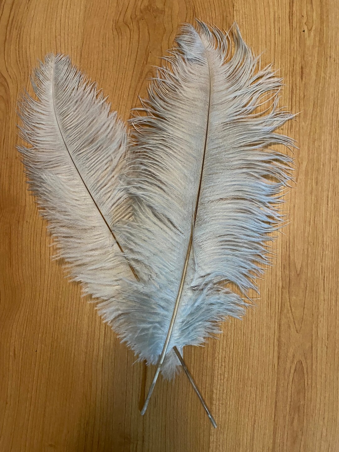 Ten (10) Pale Blue First Grade Drab's Ostrich Feathers 42-47cm (17-19 ...