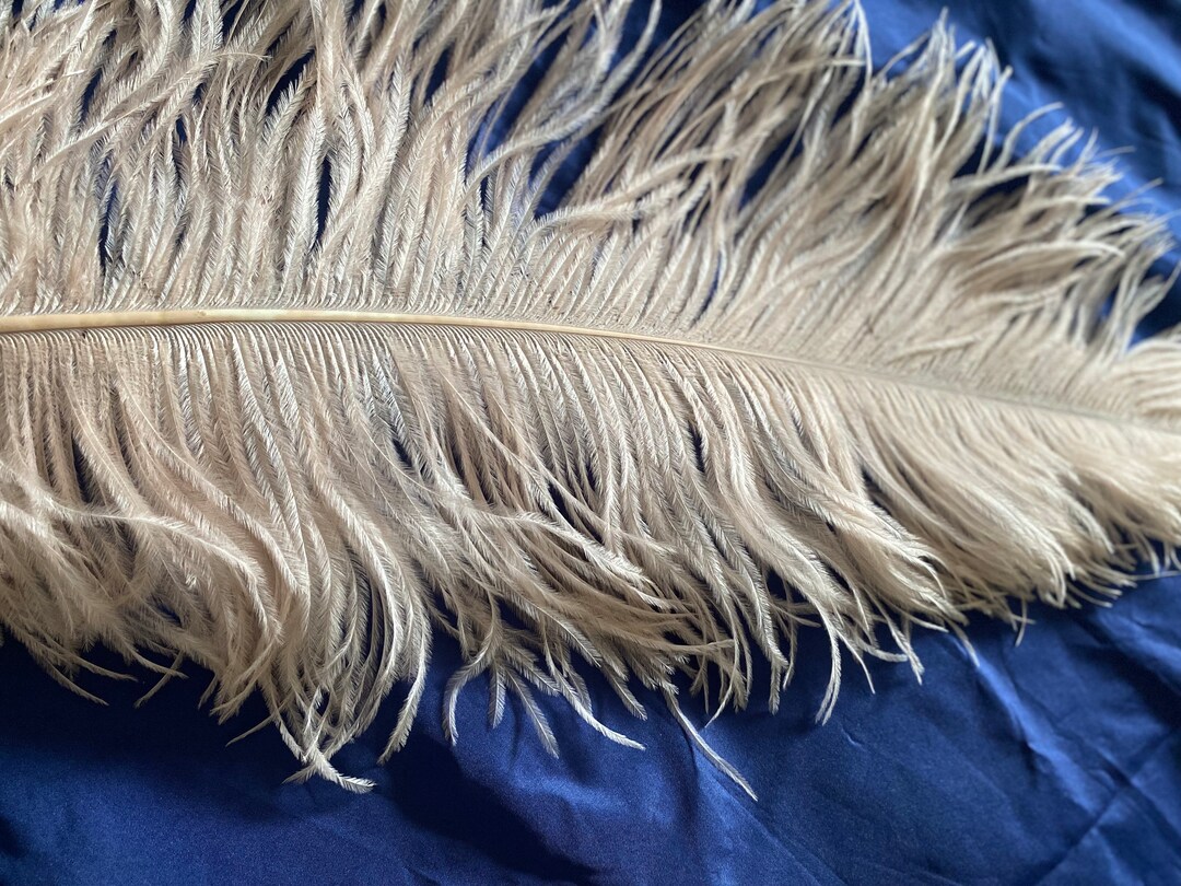 Blush Pink First Grade Ostrich Wing Plumes 60-70cm - Etsy